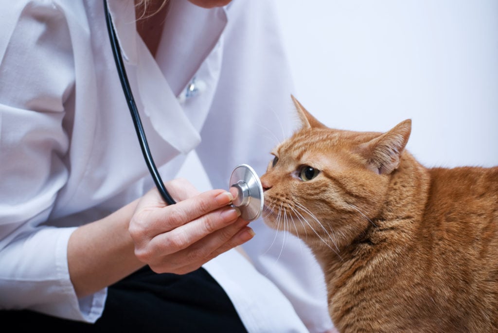Pet Medical Care in Milwaukie, OR - Gladstone Veterinary Clinic