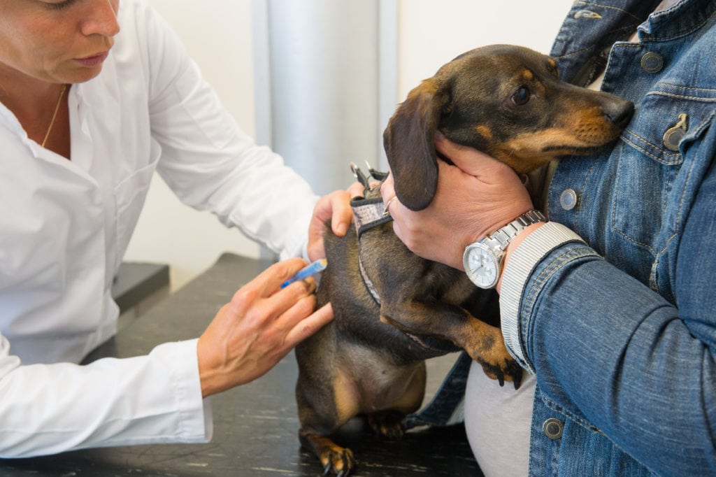 Pet Pharmacy and Medications at Gladstone Veterinary Clinic - Milwaukie